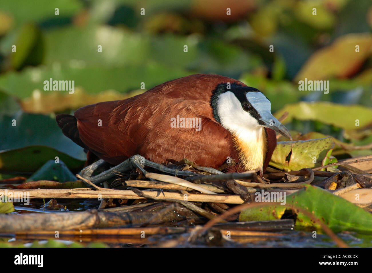 African Jacana nesting on aquatic plants Vaal River, Gauteng; South ...