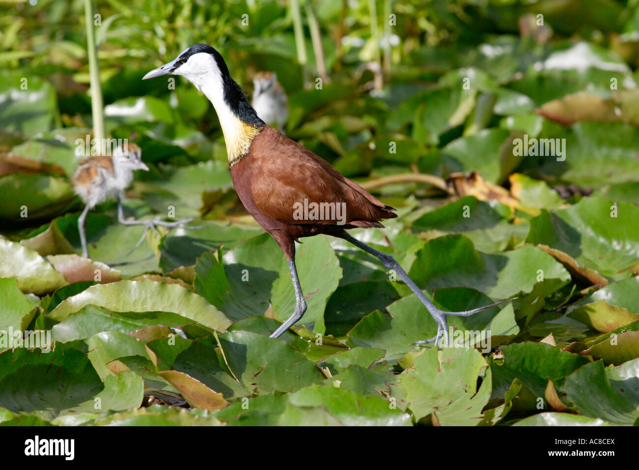 African jacana chick hi-res stock photography and images - Alamy
