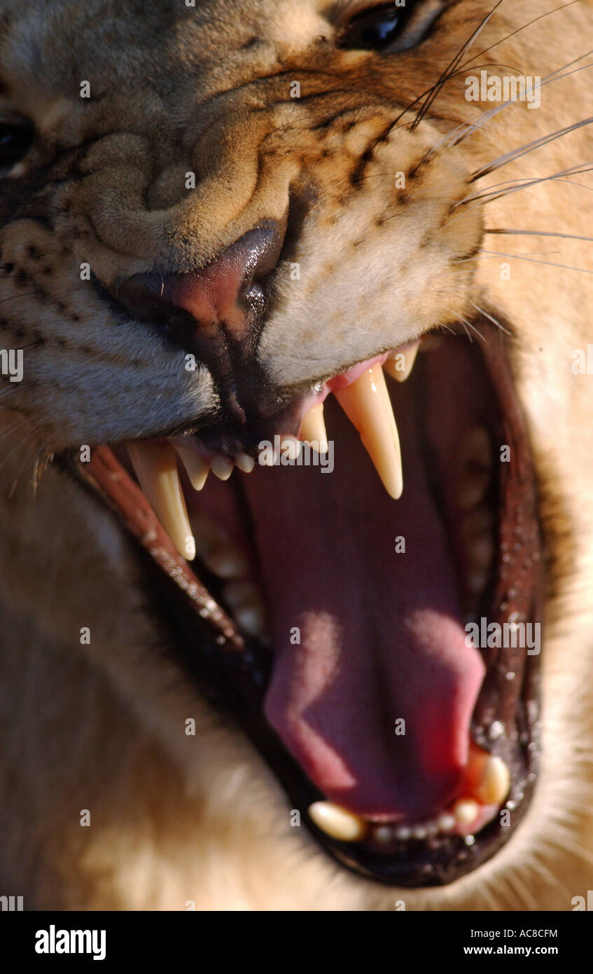 Lion showing canines hi-res stock photography and images - Alamy