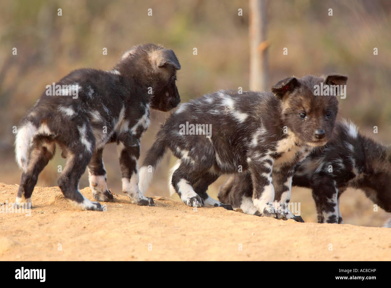 Wild Dog pups Marekele National Park, Limpopo Province; South Africa ...