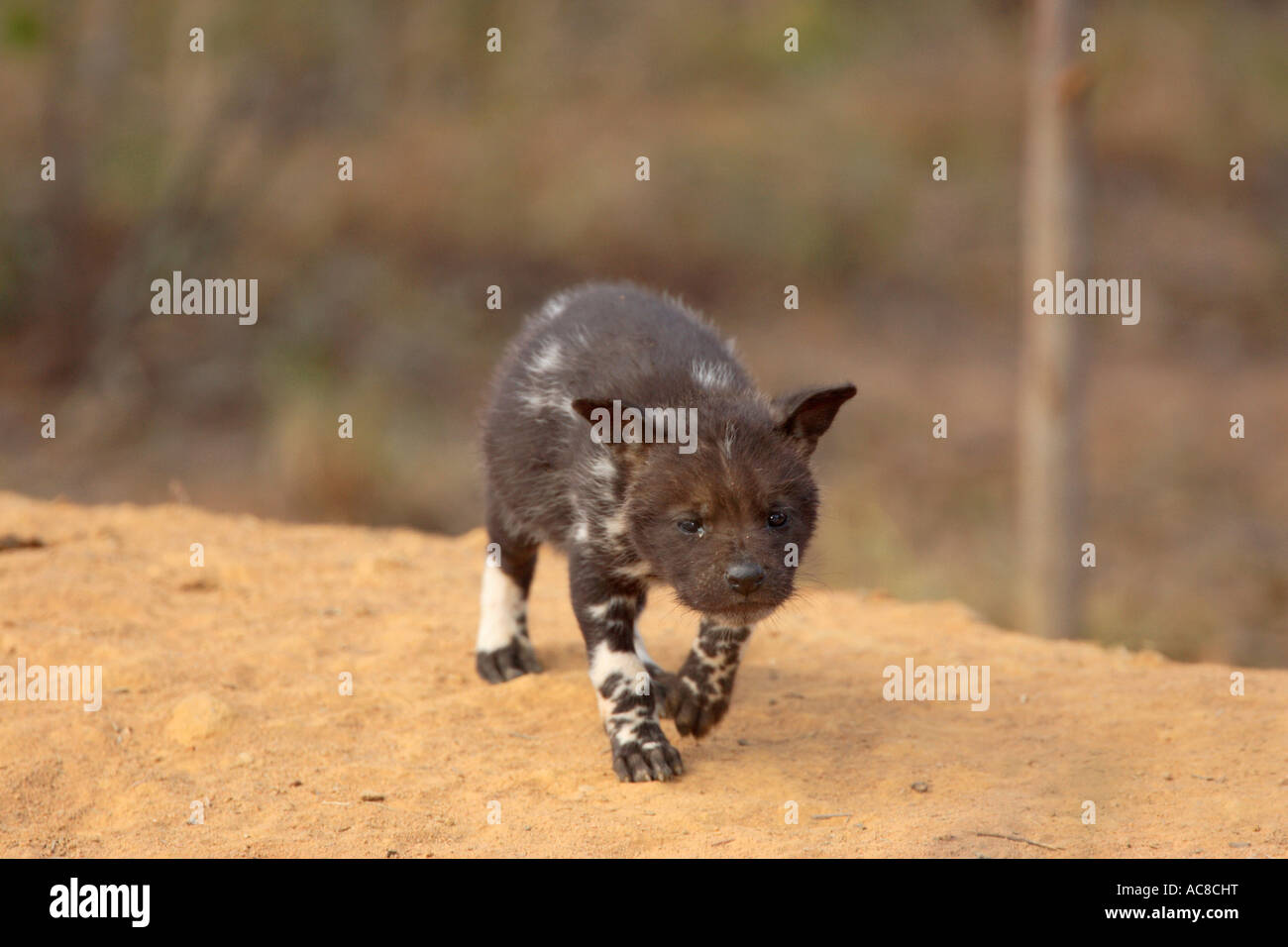 Wild Dog pup Marekele National Park, Limpopo Province; South Africa ...