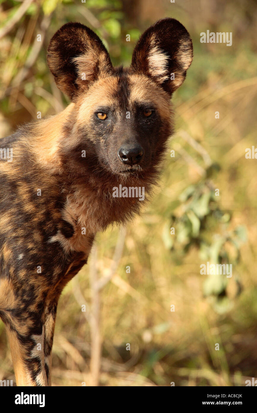 Wild Dog portrait Marekele National Park, Limpopo Province; South ...