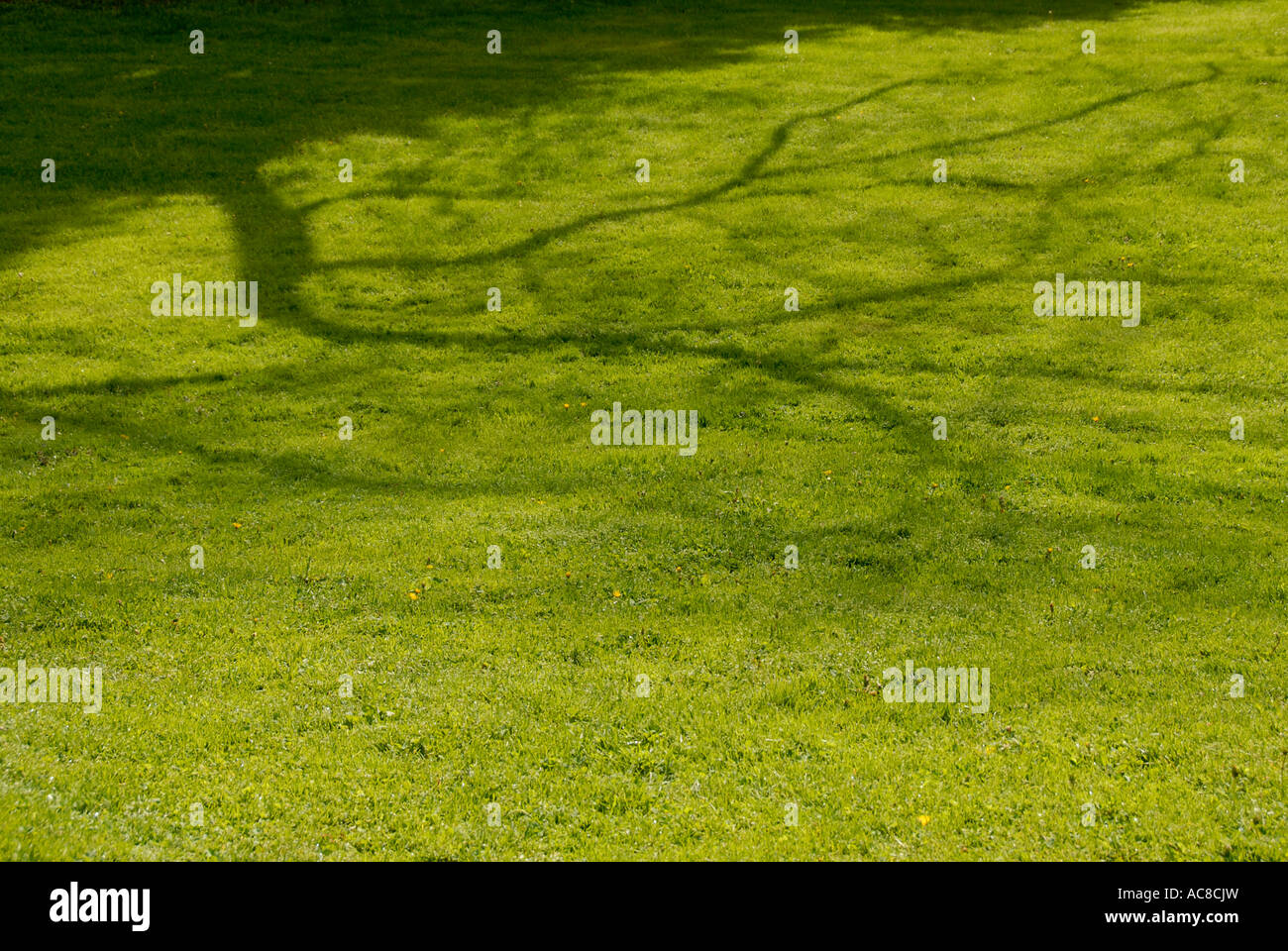Lawn with shadow Stock Photo - Alamy