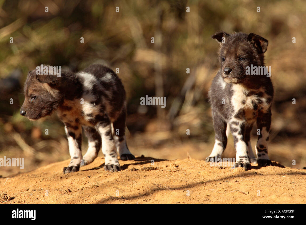 Wild Dog pups Marekele National Park, Limpopo Province; South Africa ...