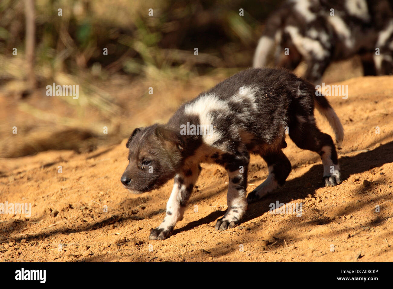 Wild Dog pup Marekele National Park, Limpopo Province; South Africa ...