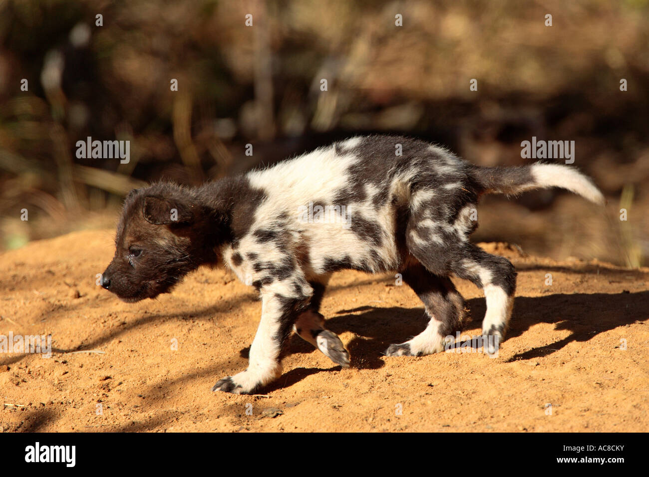 Wild Dog pup Marekele National Park, Limpopo Province; South Africa ...