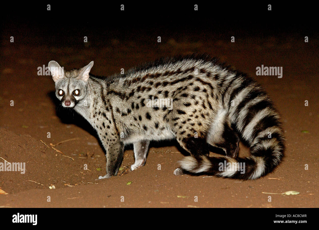 Small-spotted Genet in a tree at night Kruger National Park - Satara ...