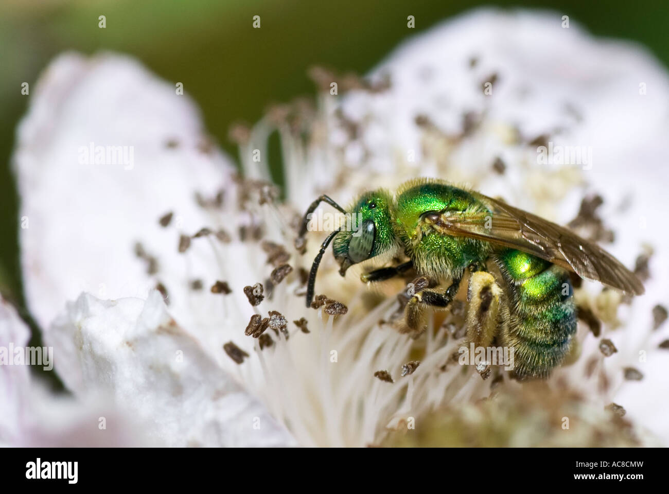 Macro agapostemon sweat bee hi-res stock photography and images - Alamy