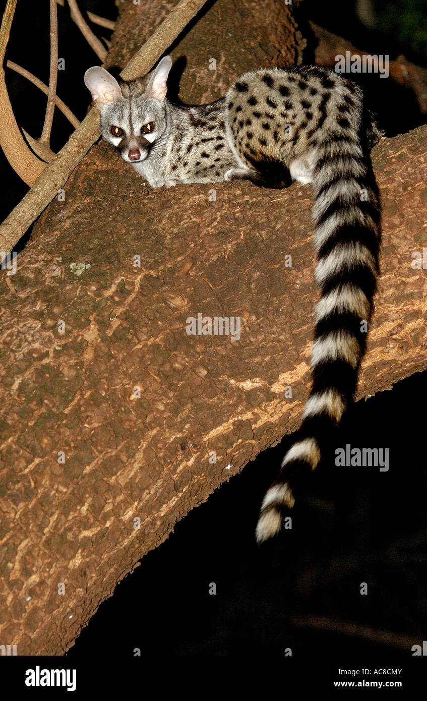 Small-spotted Genet in a tree at night Kruger National Park - Satara ...