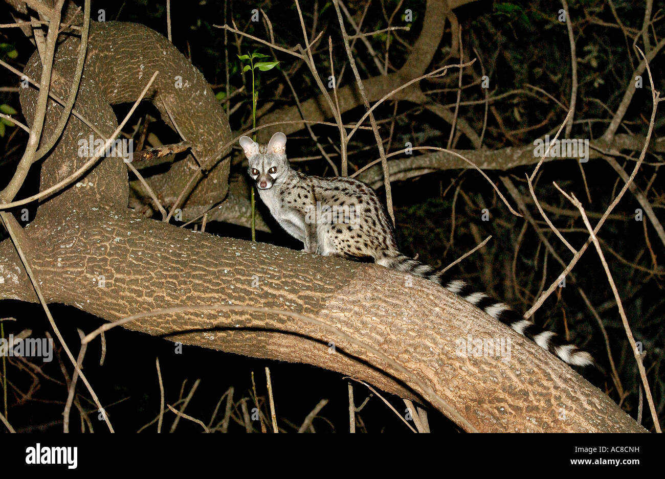 Small-spotted Genet on a branch at night Kruger National Park - Satara ...