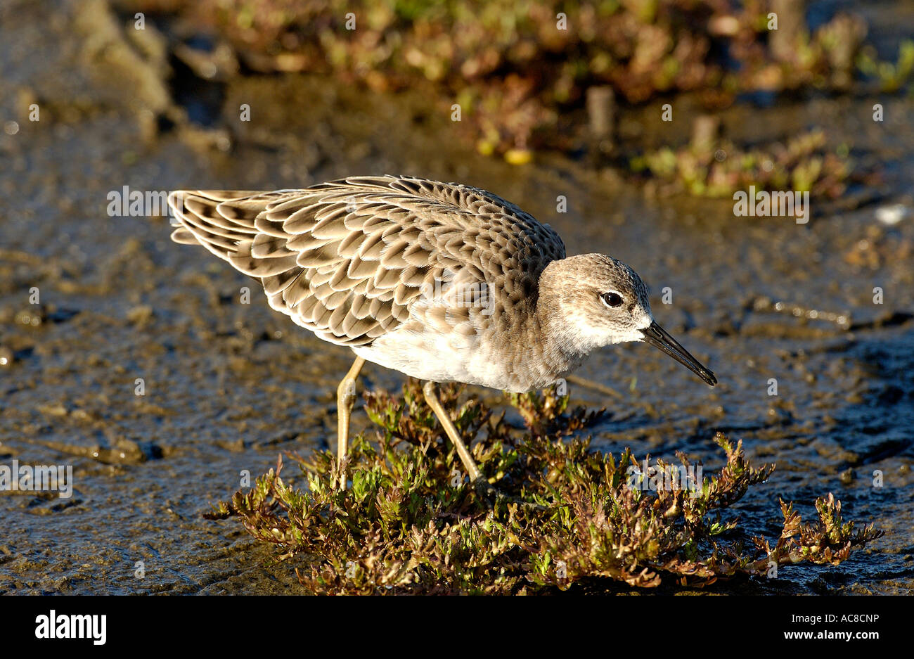 Ruff Marievale Bird Sanctuary, Gauteng; South Africa Stock Photo - Alamy