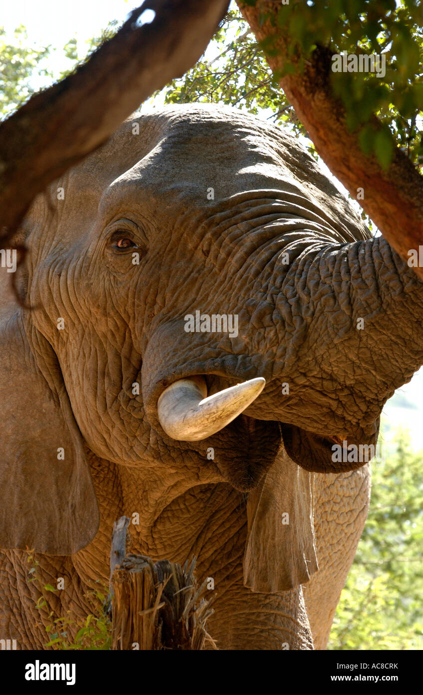 African Elephant viewed from in front and below as it feeds on leaves ...