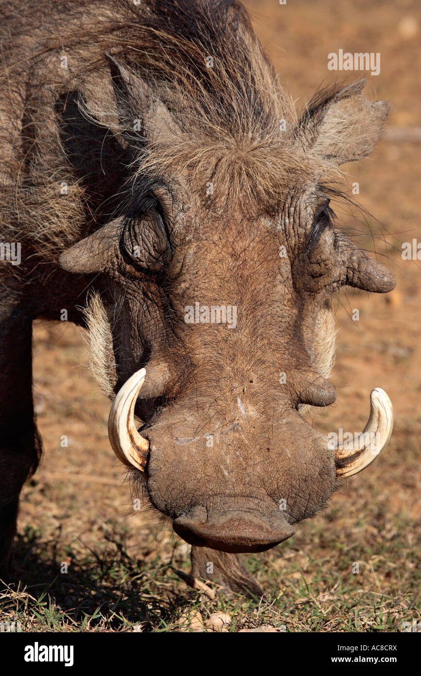 Warthog portrait showing tusks Stock Photo - Alamy