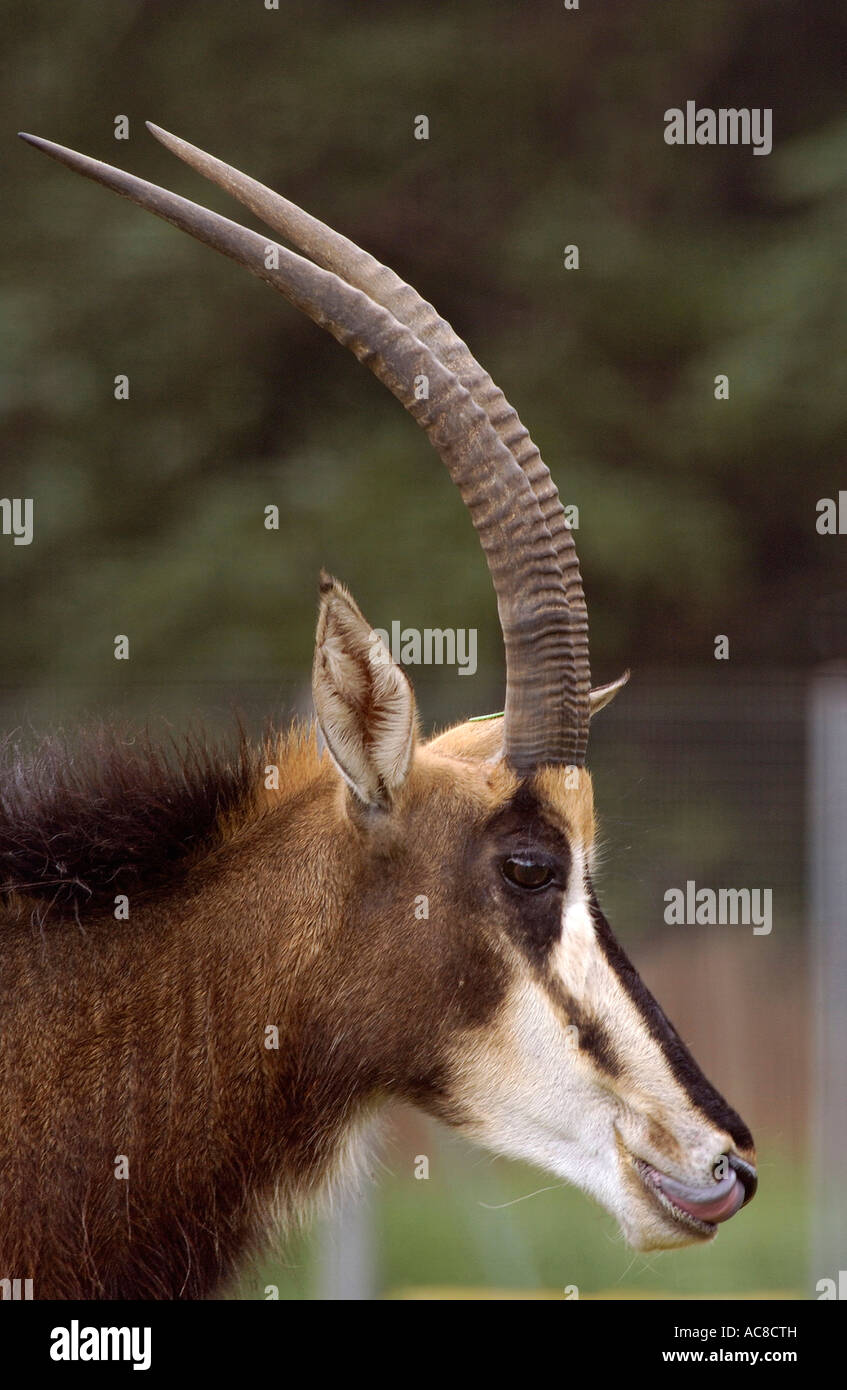 Portrait of a female Sable antelope Johannesburg - Zoo, Gauteng; South ...