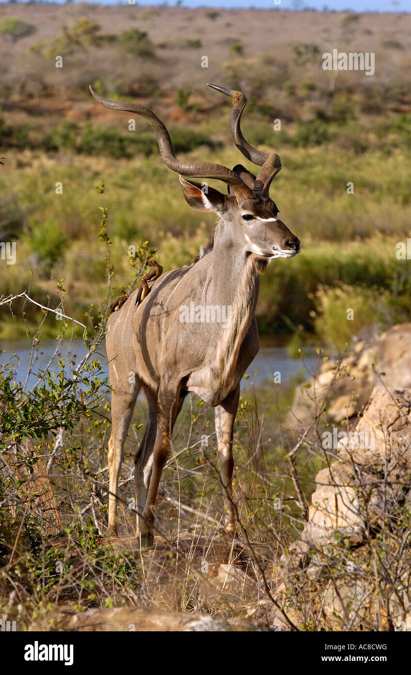 Portrait of a kudu ram Kruger National Park - Lower Sabie, Mpumalanga ...