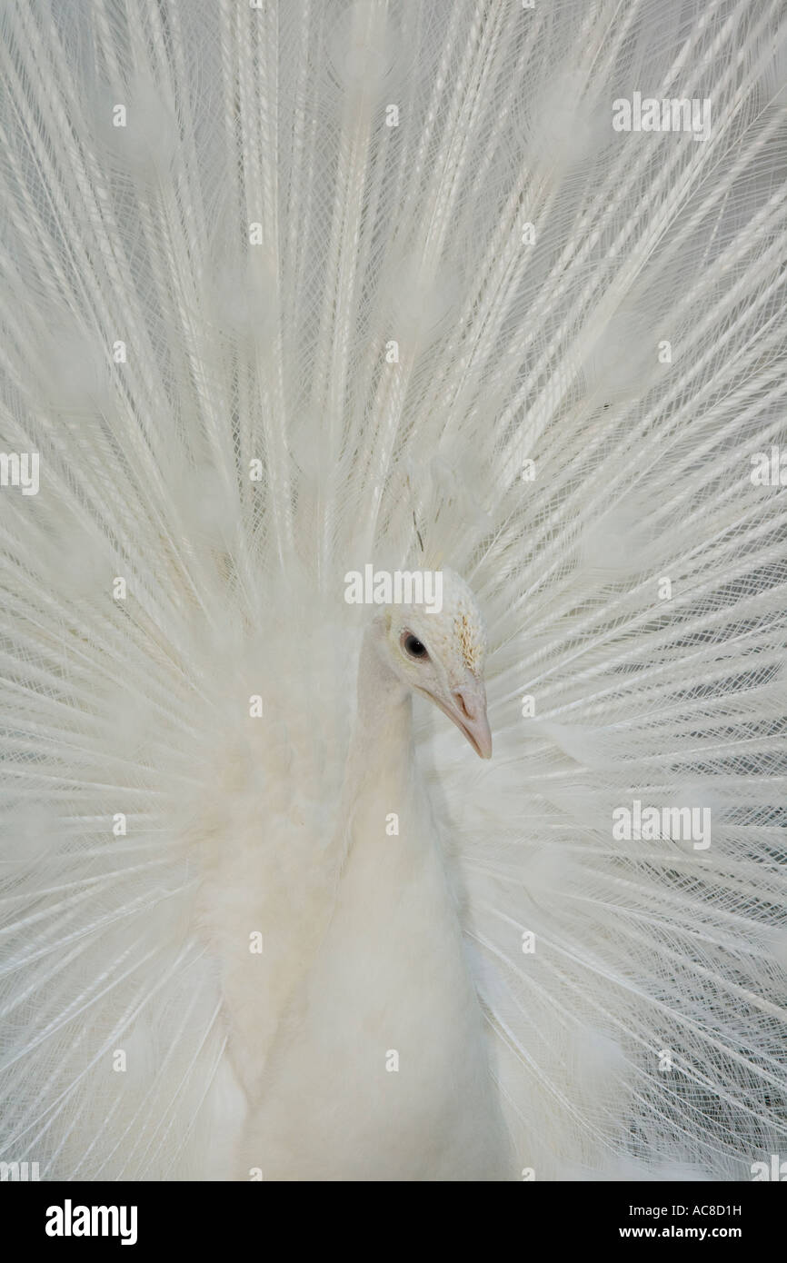 Pure white peacock Stock Photo - Alamy