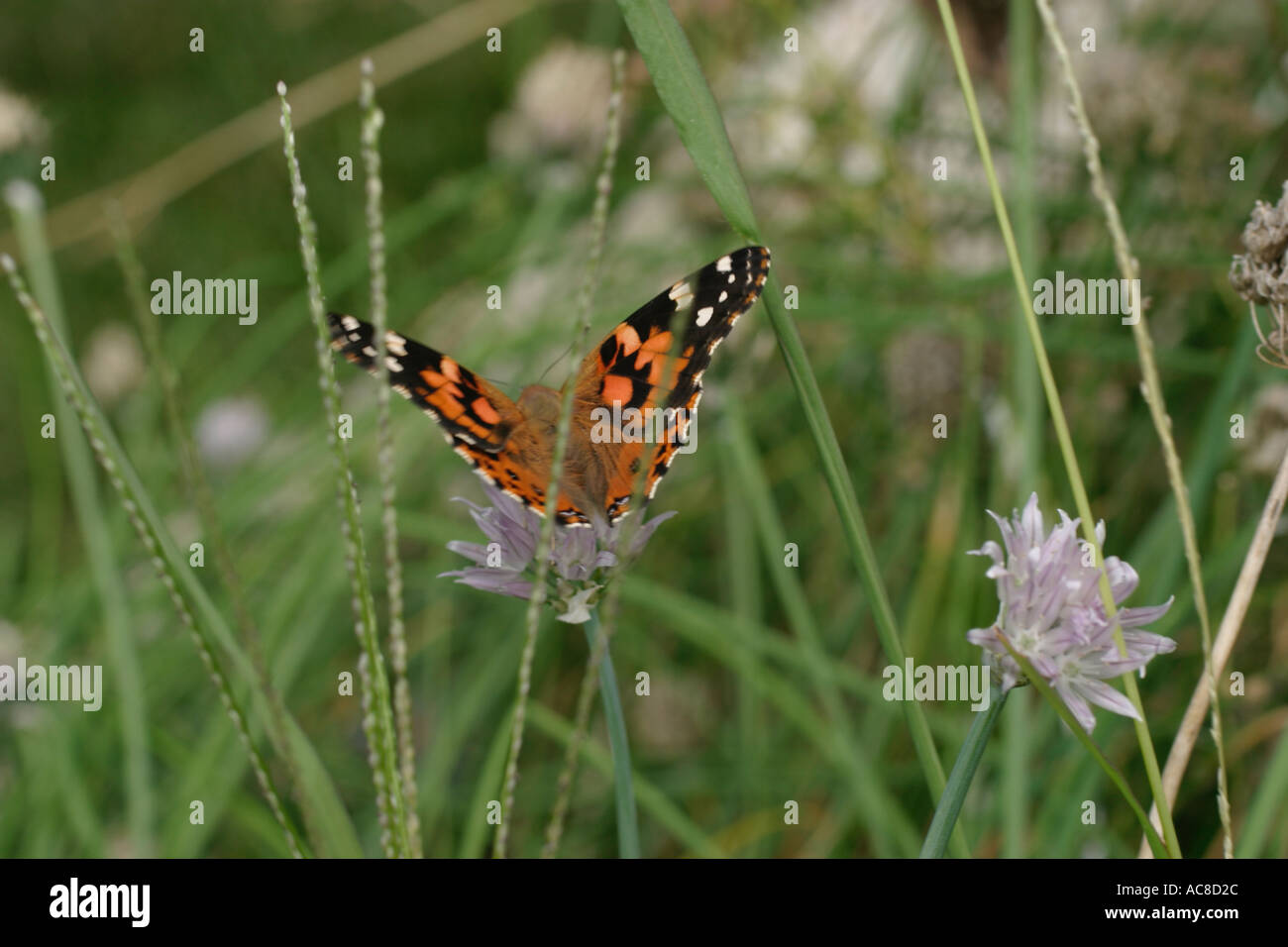 Painted Lady Butterfly Stock Photo - Alamy