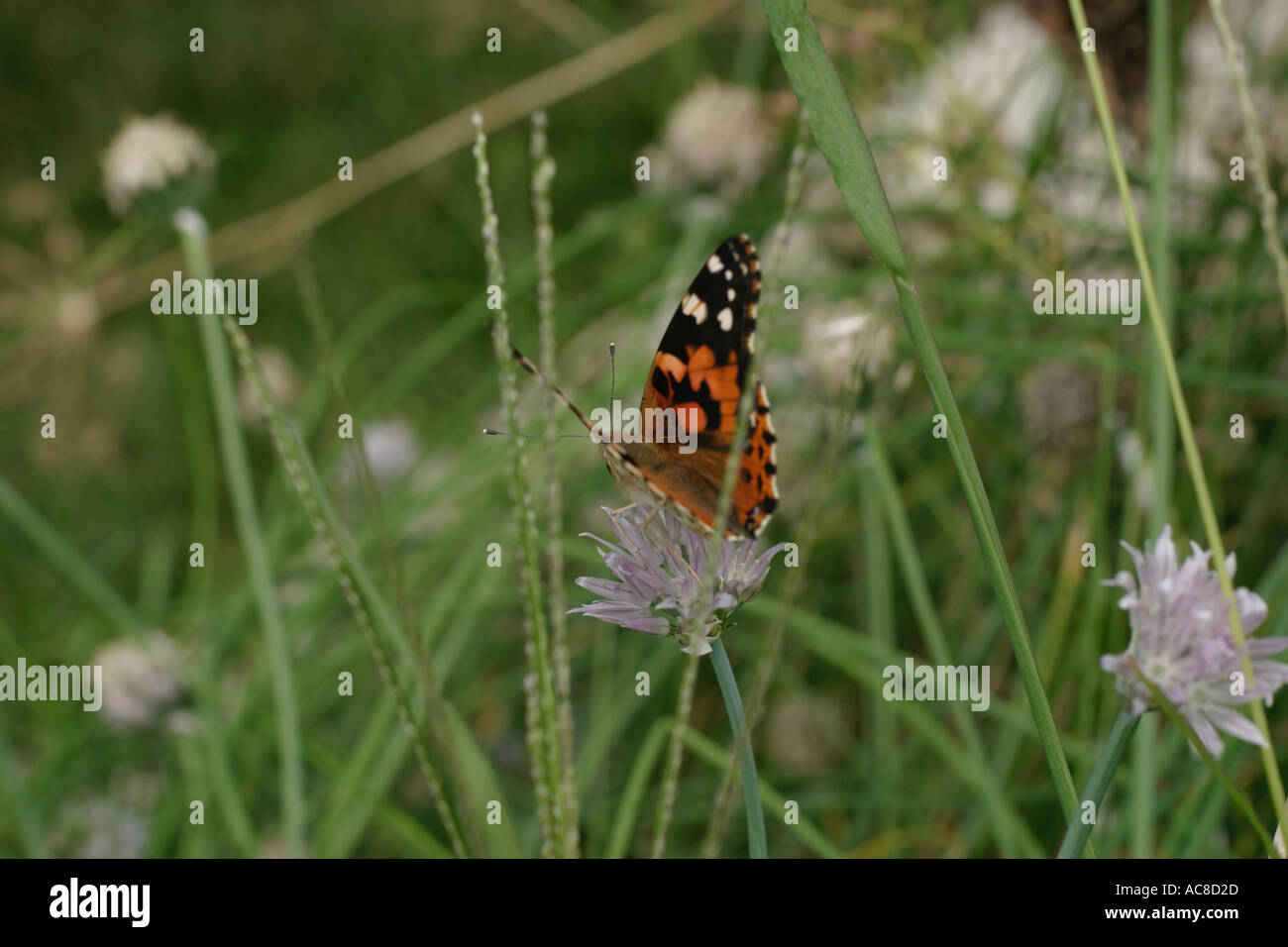 Painted Lady Butterfly Stock Photo - Alamy