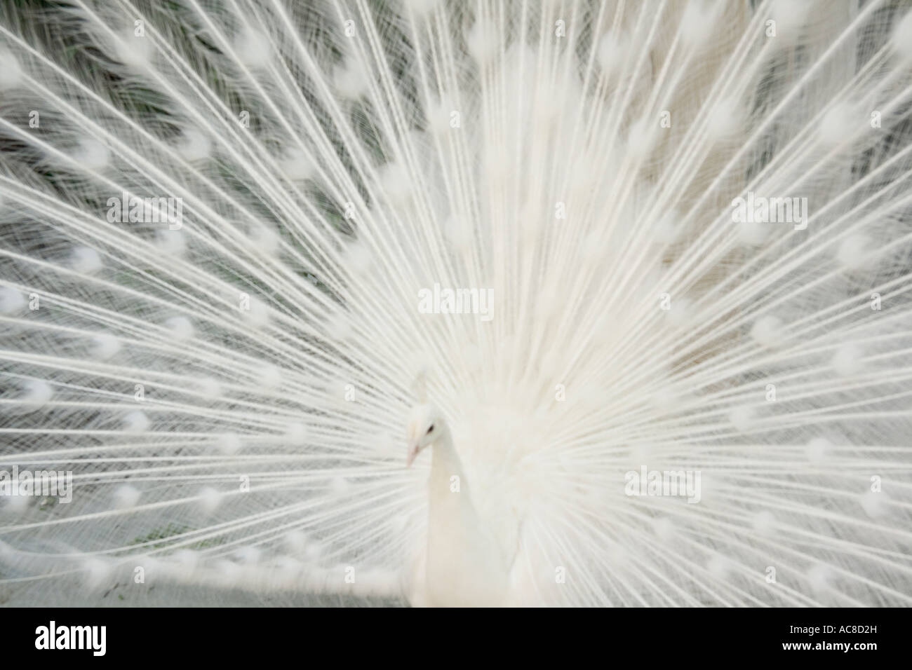 White peacock hi-res stock photography and images - Alamy
