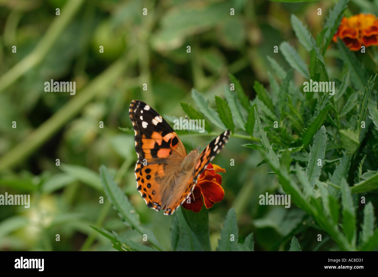 Painted Lady Butterfly Stock Photo - Alamy
