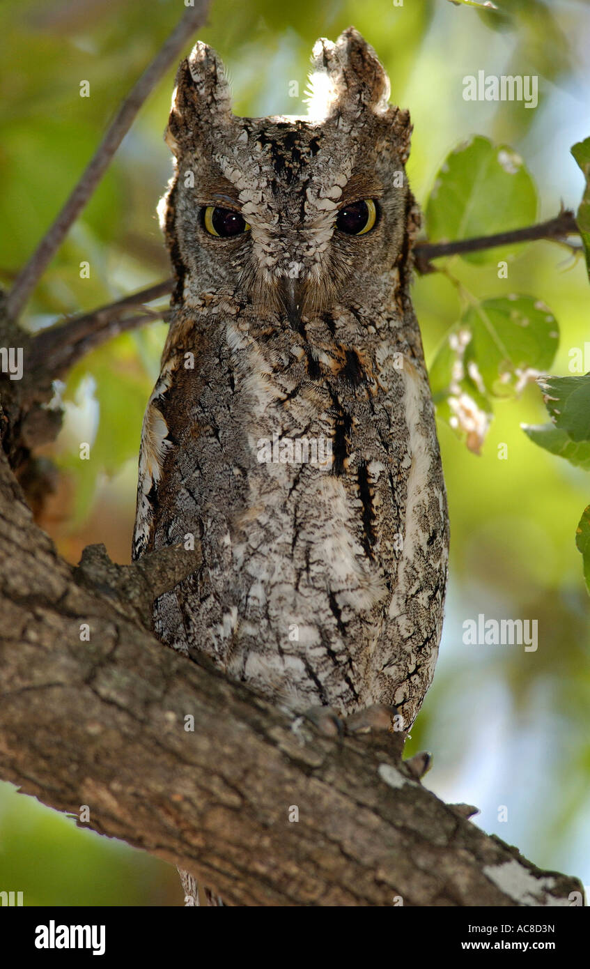 African scops owl hi-res stock photography and images - Alamy