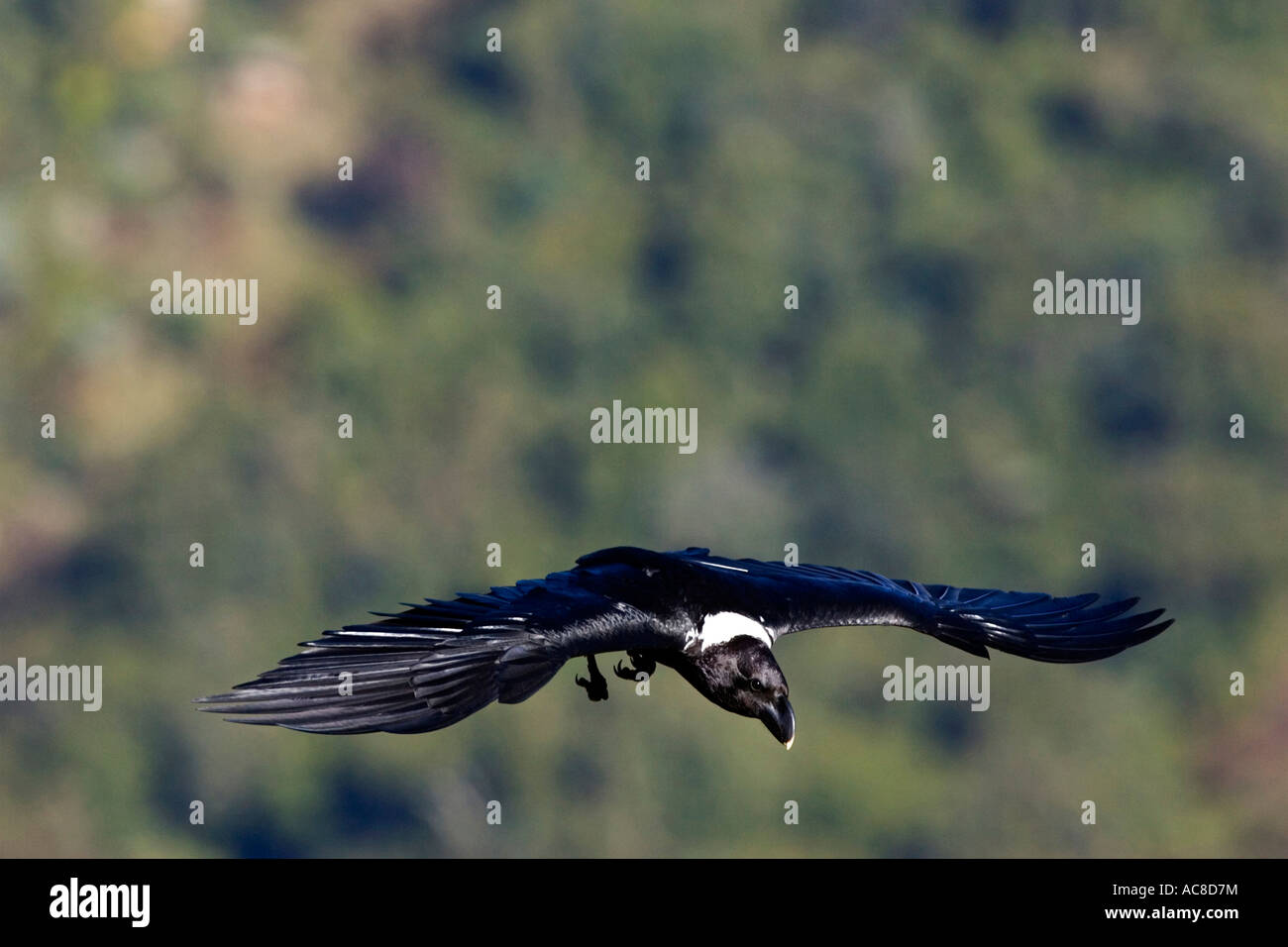 African white necked raven hi-res stock photography and images - Alamy
