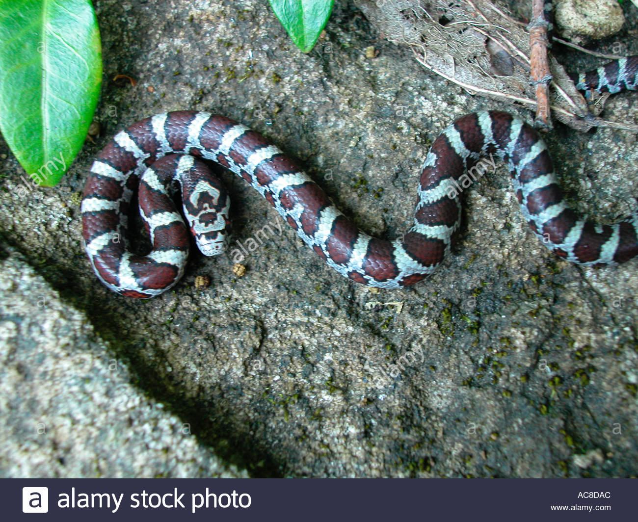 Eastern Milk Snake High Resolution Stock Photography and Images - Alamy