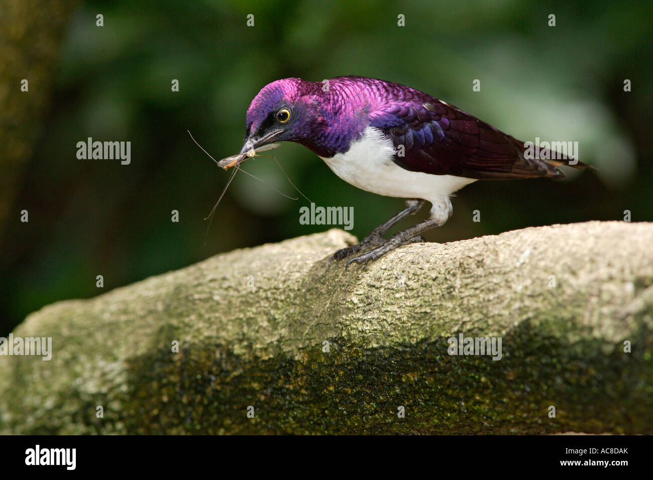 Violet-backed Starling (plum-coloured starling) with an insect Durban ...