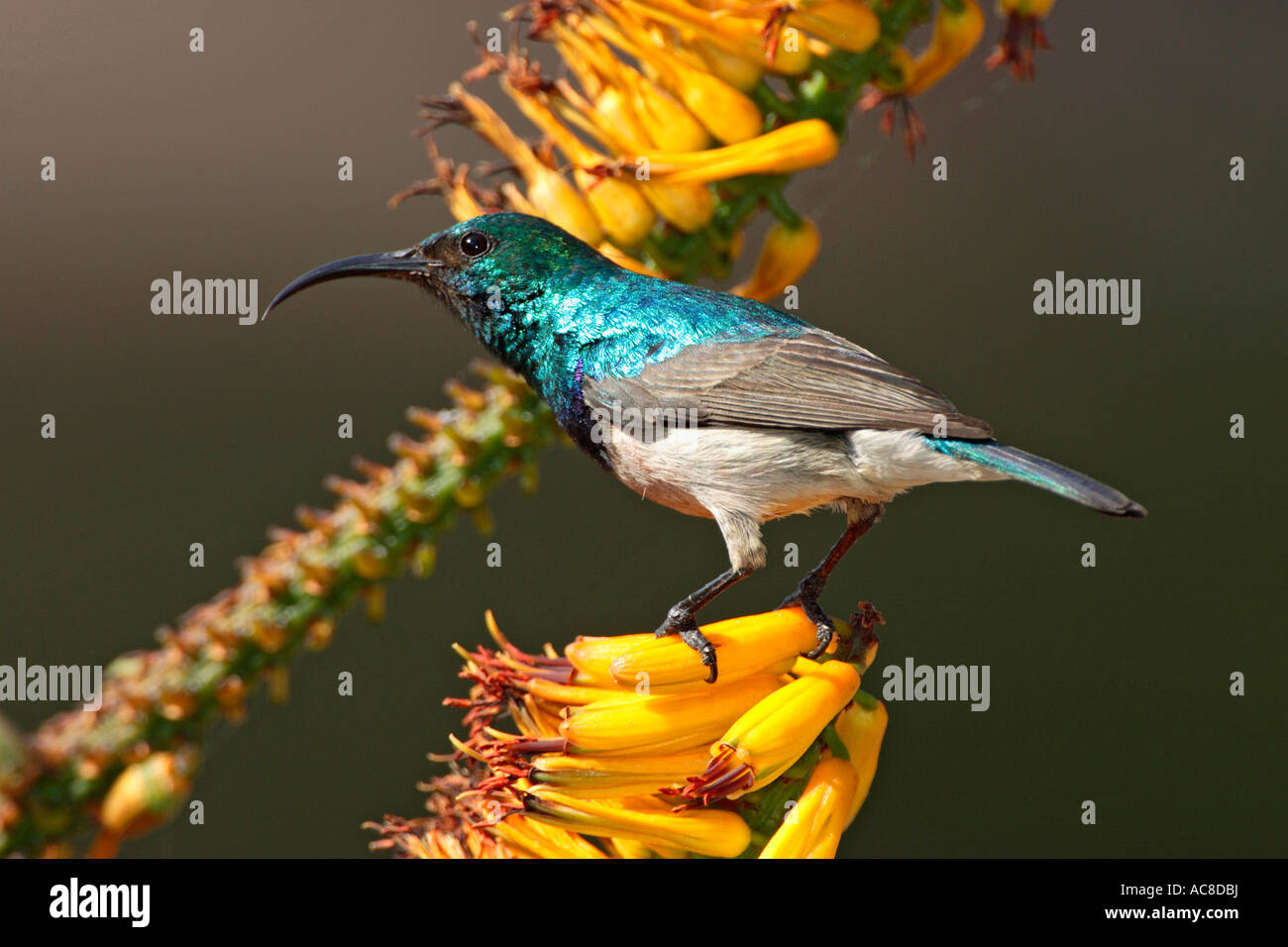 White bellied sunbird on aloe hi-res stock photography and images - Alamy
