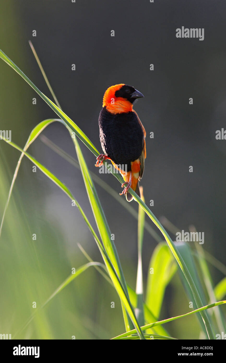 Red bishop birdlife hi-res stock photography and images - Alamy