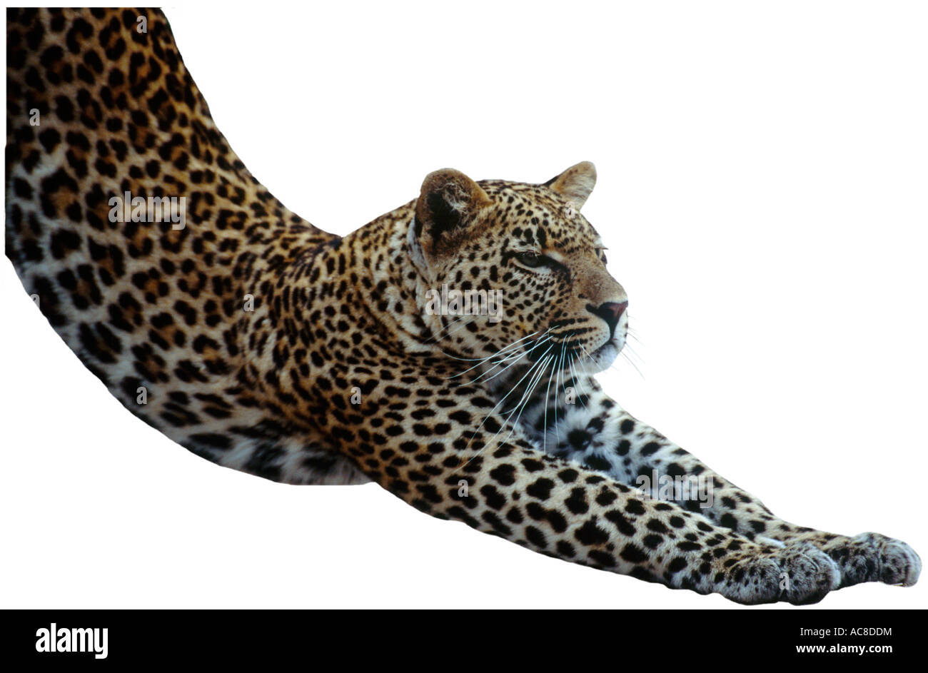 Leopard legs hi-res stock photography and images - Alamy