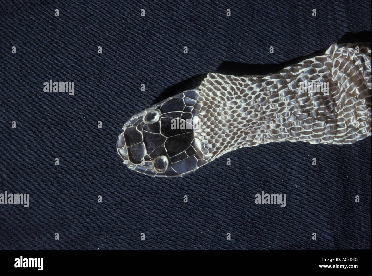 Detail of a shed snake skin showing the head and eyes Limpopo province ...