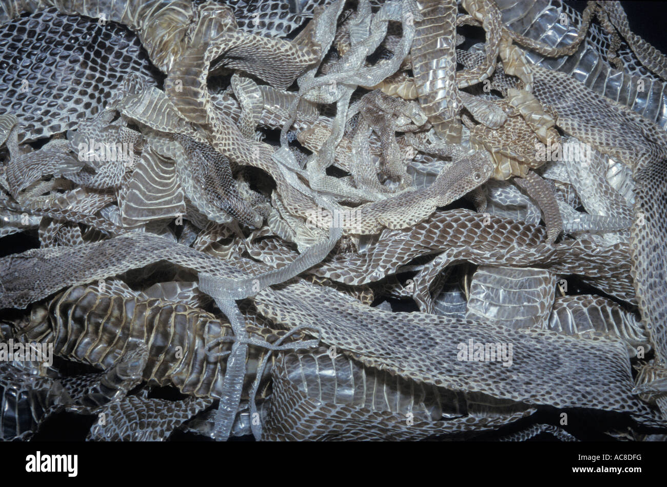 Snake skins hi-res stock photography and images - Alamy