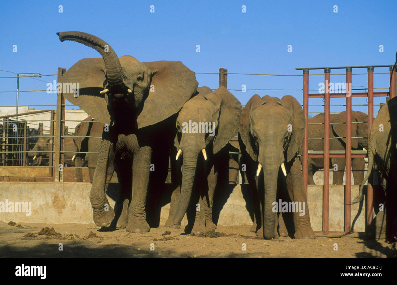 Elephant calves orphaned in annual culling operation awaiting ...