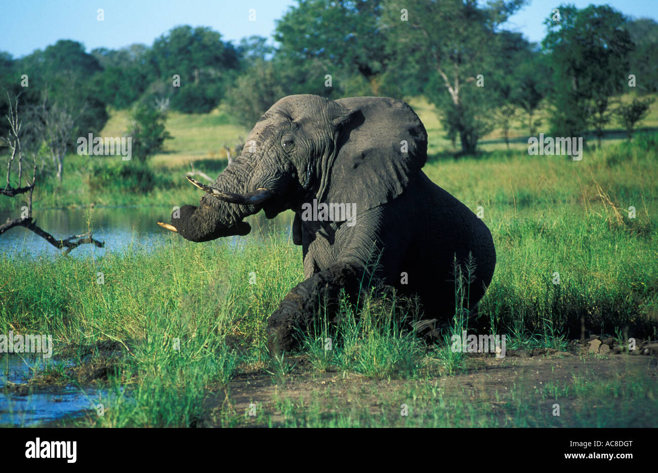 Elephant bull getting up from mud wallow Buffelshoek, Sabi Sand ...