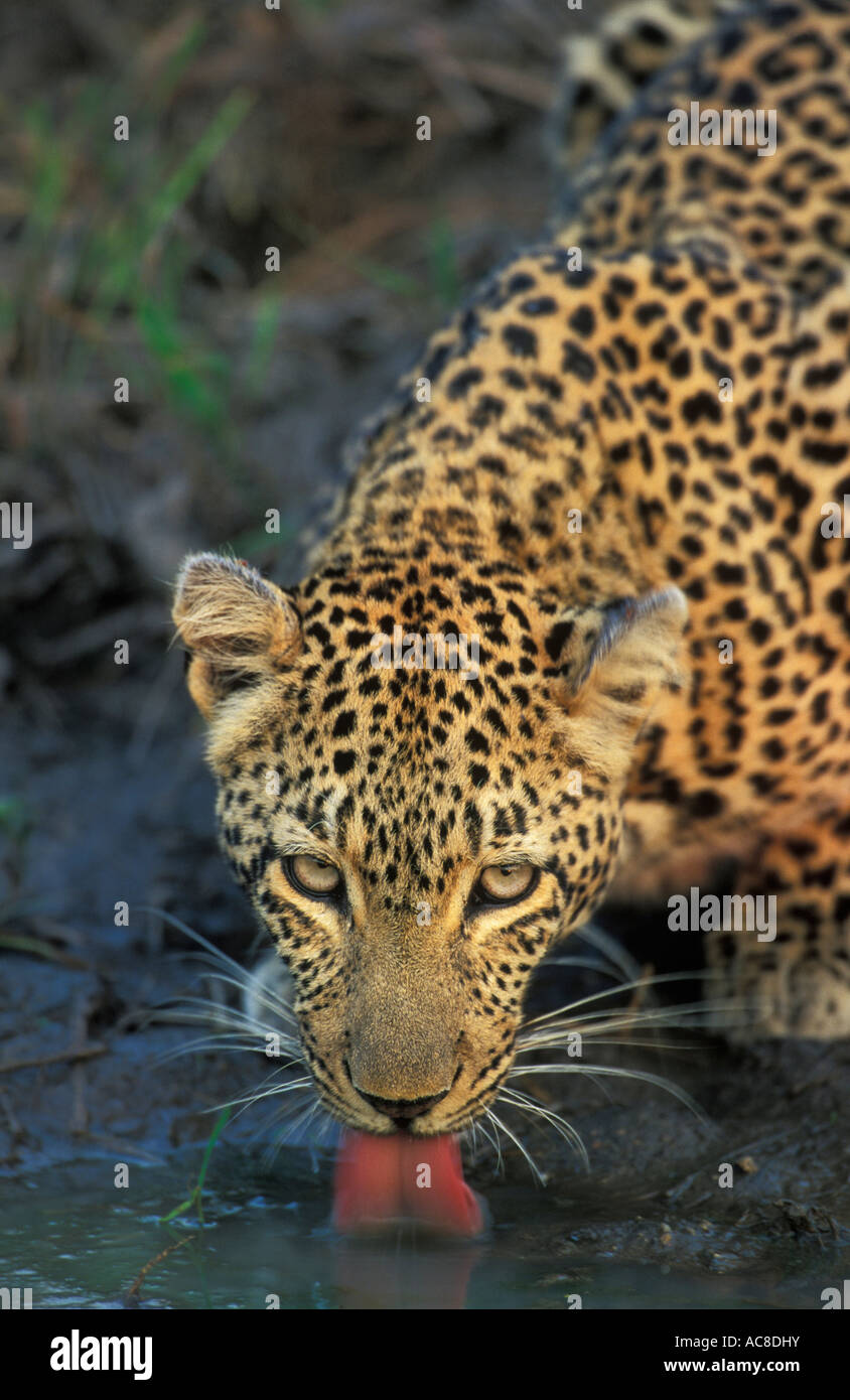 Portrait of a female leopard drinking water. Buffelshoek, Sabi Sand ...