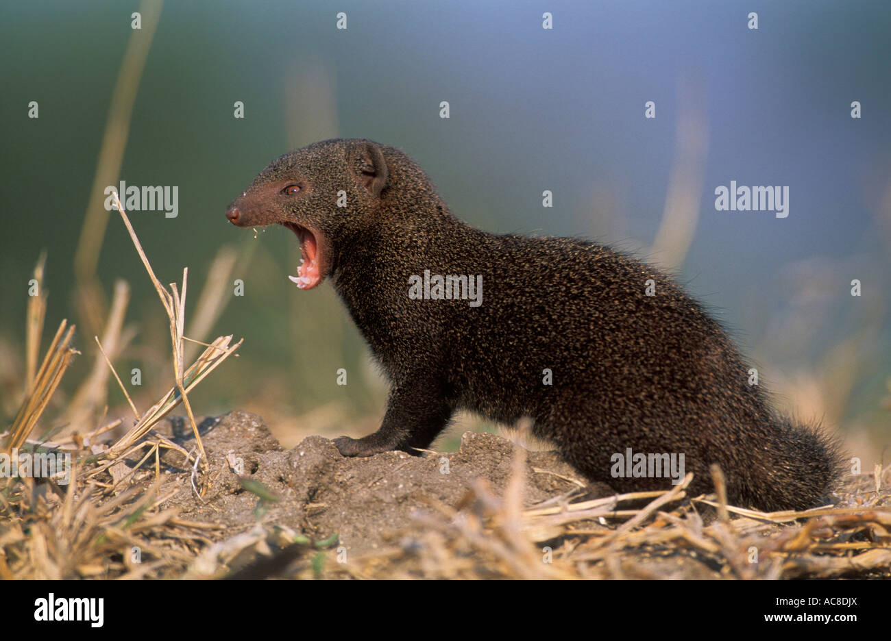Dwarf mongoose yawning showing its teeth Buffelshoek, Sabi Sand Game ...