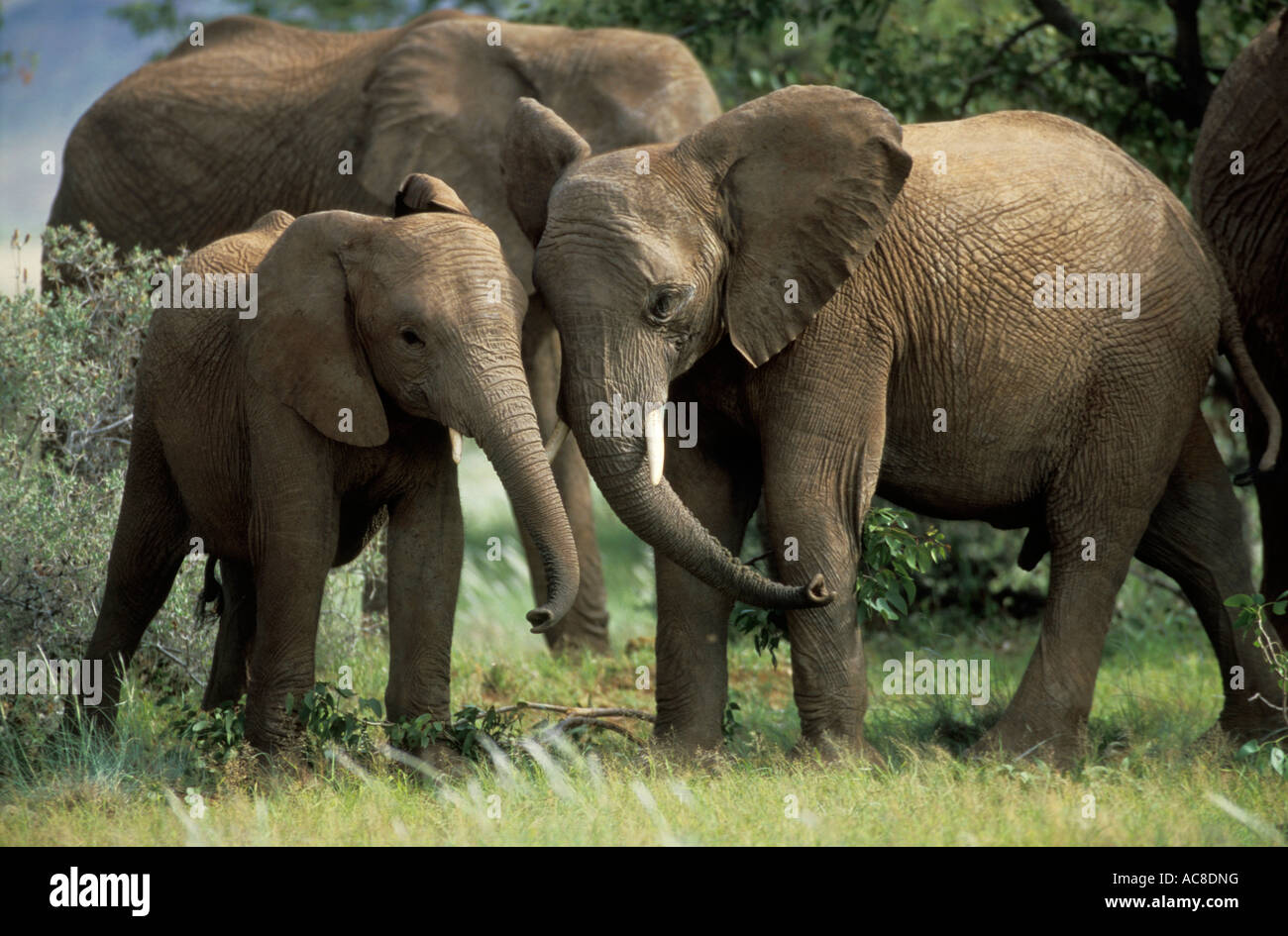 Two juvenile elephants standing head to head while play fighting ...