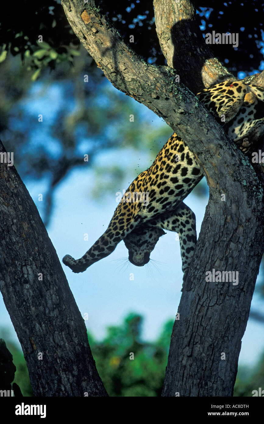 Leopard climbing down from a tree bridging the gap between two upright ...