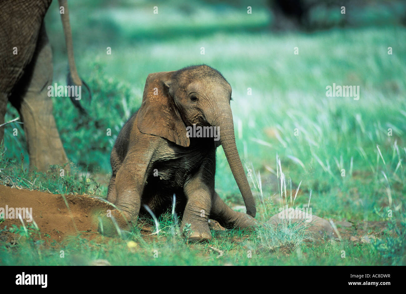 Baby African elephant playing in sand Damaraland; Namibia Stock Photo ...