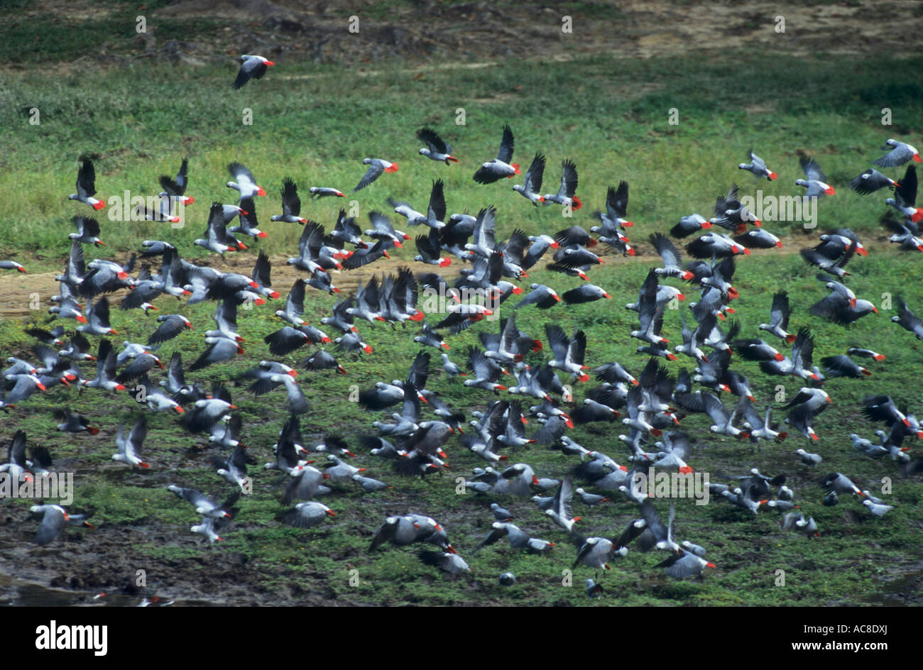 Flock of African grey parrots Dzangha / Sangha National Park; Central ...