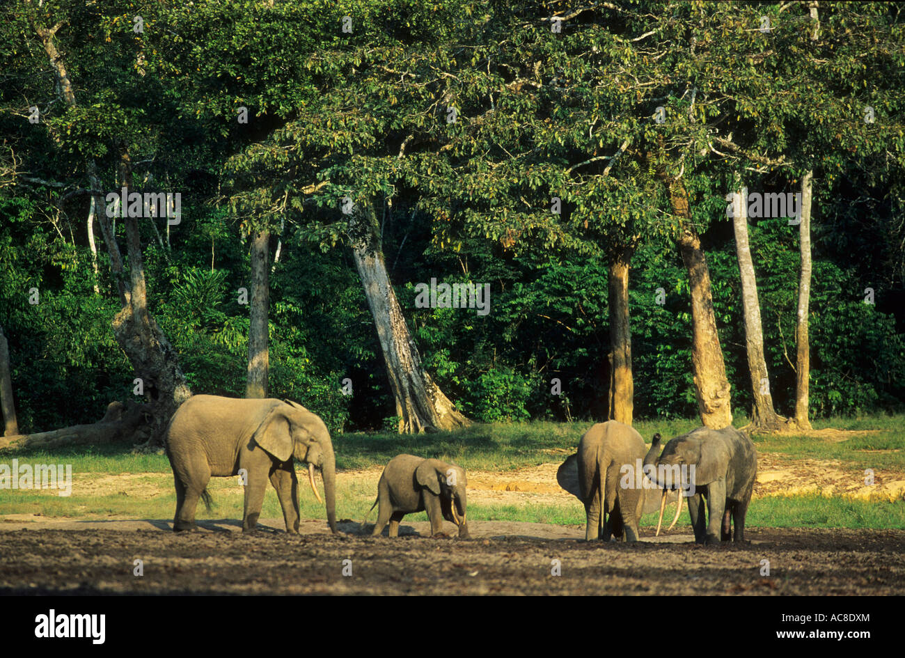 African forest habitat hi-res stock photography and images - Alamy