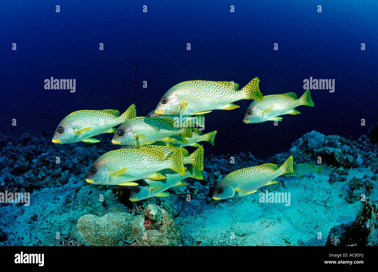 Sweet lip fish hi-res stock photography and images - Alamy
