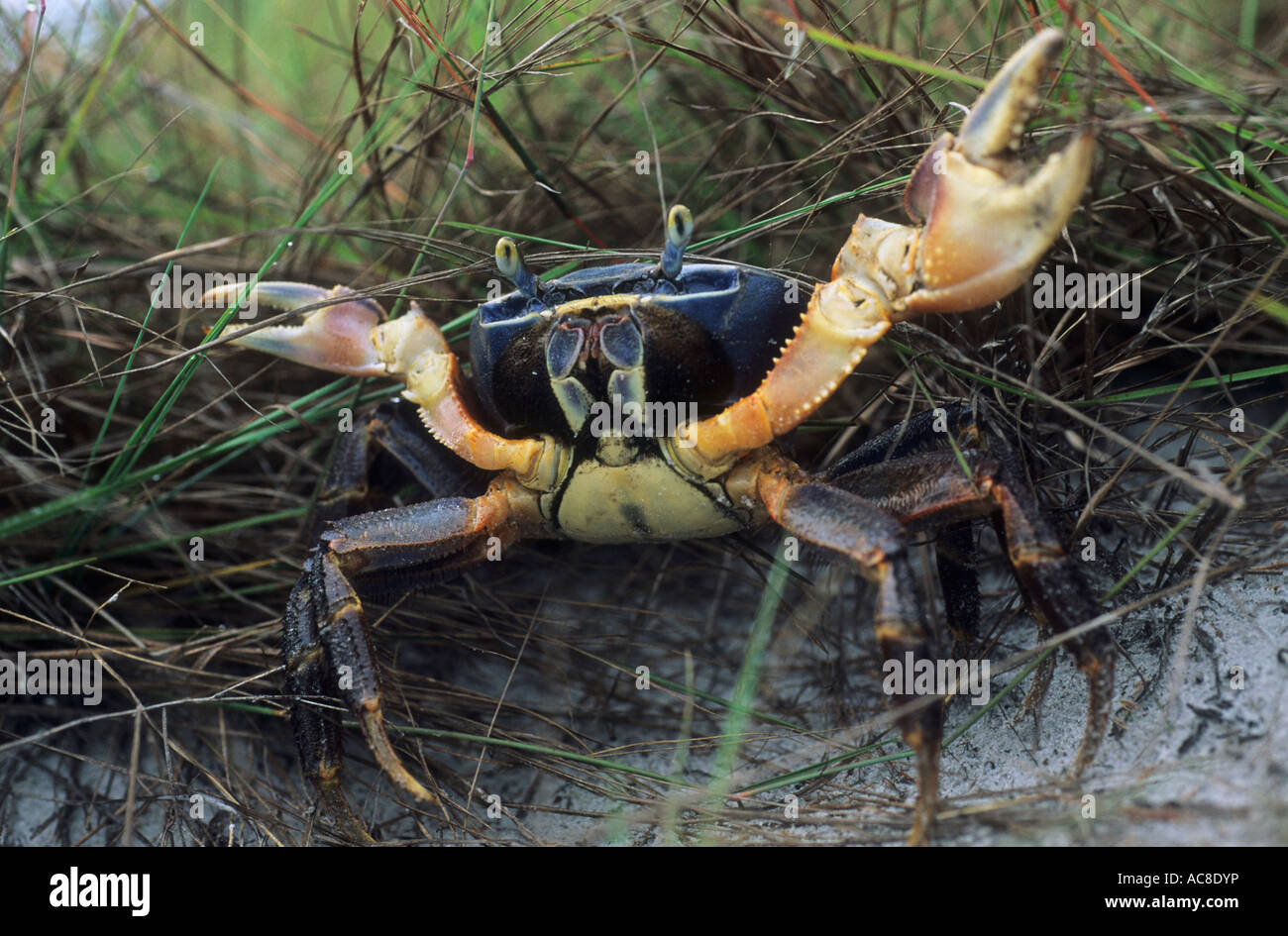 Large freshwater crab Loango National Park; Gabon Stock Photo - Alamy