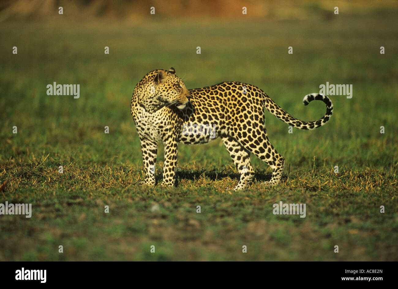 Adult male leopard looking back Mombo, Okavango Delta; Botswana Stock ...