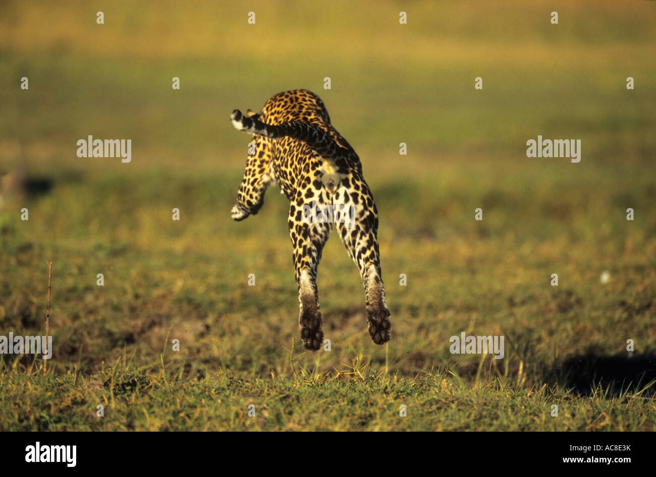 African leopard jump hi-res stock photography and images - Alamy