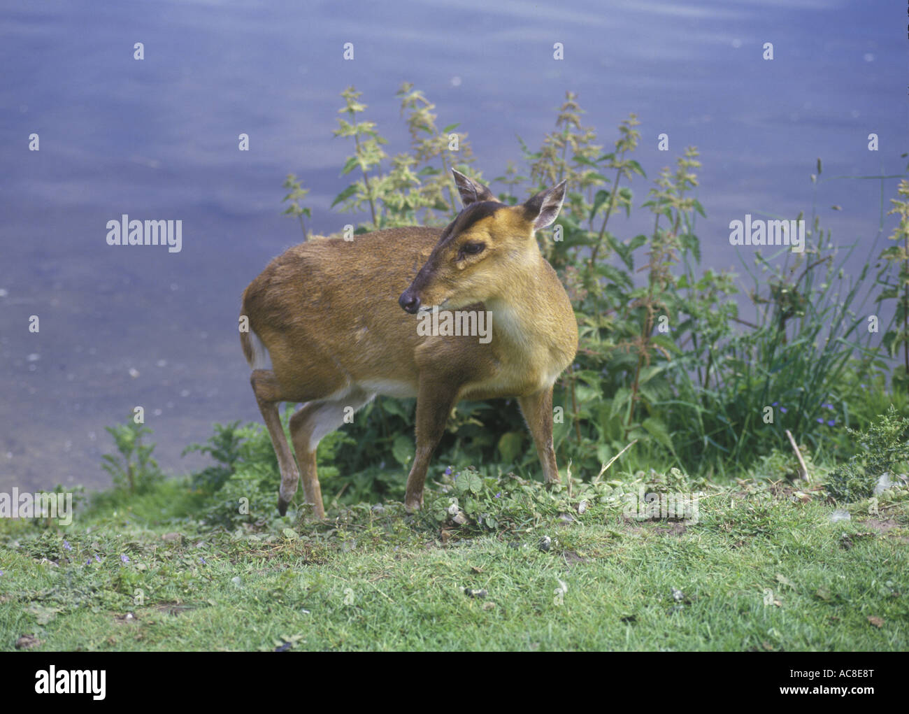 Chinese muntjacs hi-res stock photography and images - Alamy