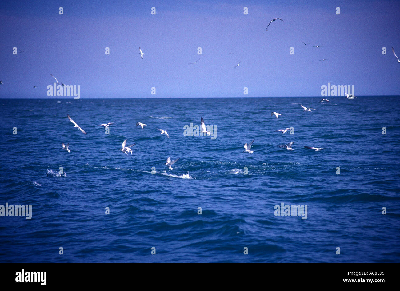 shoal of mack tuna feed on the surface Queensland Australia 1584 Stock ...