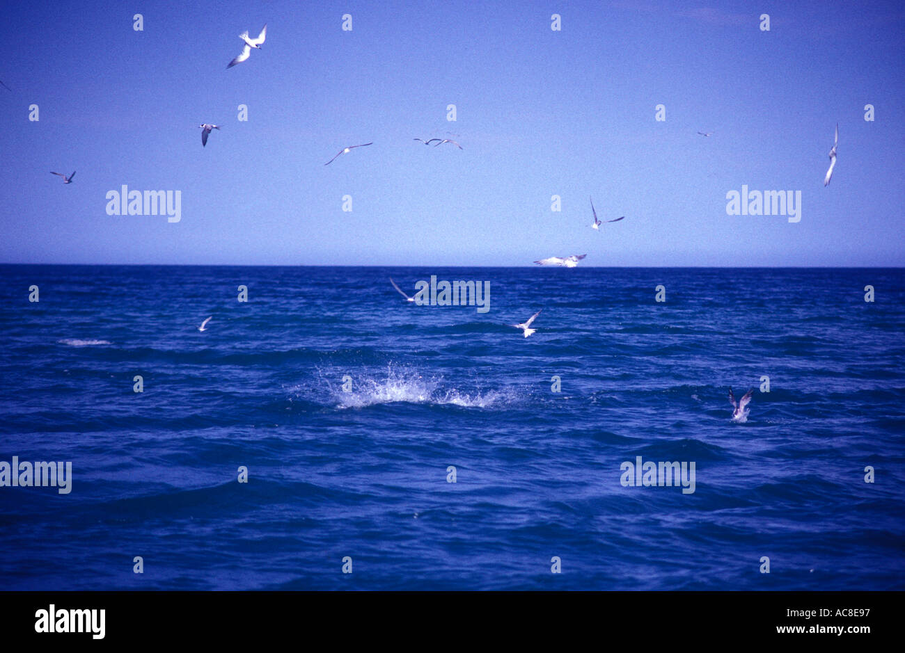 shoal of mack tuna feed on the surface Queensland Australia 1585 Stock ...
