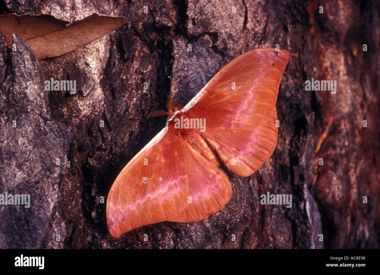 Australian moth antennae insect hi-res stock photography and images - Alamy
